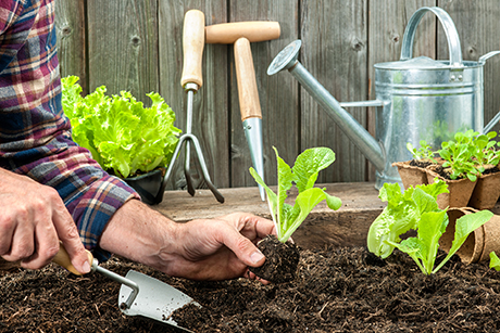 Mein eigener Garten | GuteKueche.at